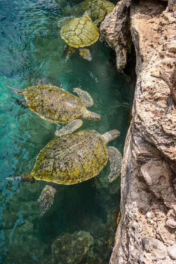 A Huge Sea Turtle in the Sea Near the Rocks Stock Image - Image of ...