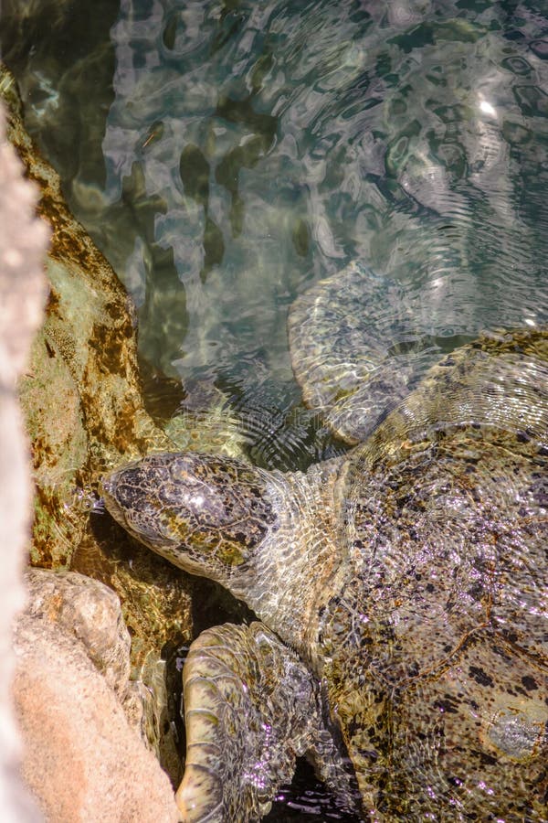 A Huge Sea Turtle in the Sea Near the Rocks Stock Image - Image of beak ...
