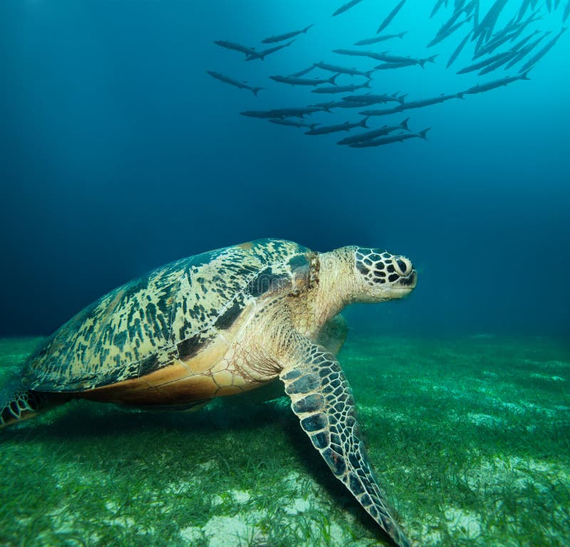 Huge Sea Turtle on the Seaweed Bottom Stock Photo - Image of colorful ...