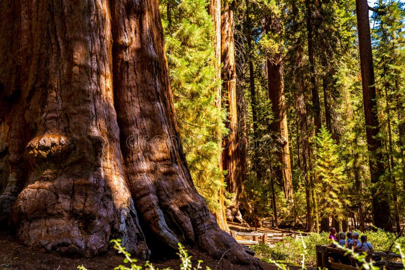 Huge Sequoia Tree in the Sequoia National Park. Editorial Photo - Image ...