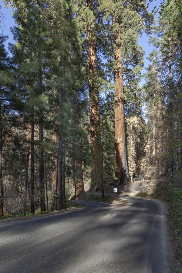 Huge Sequoia Trees at the Place Called Meadow in Sequoia Tree National ...