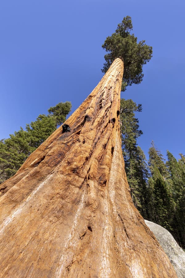 Huge Sequoia Trees at the Place Called Meadow in Sequoia Tree National ...