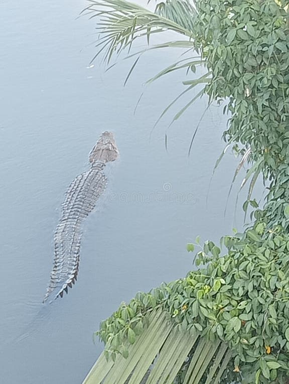 A Huge Seven Meter Crocodile in My River Stock Photo - Image of ...