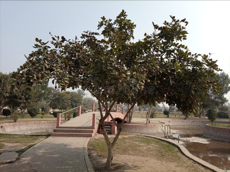 Huge Shaddy Tree Along the Walkway of a Park Stock Photo - Image of ...