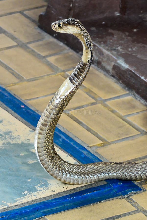 Siamese cobra. stock photo. Image of snake, danger, dangerous - 116573122