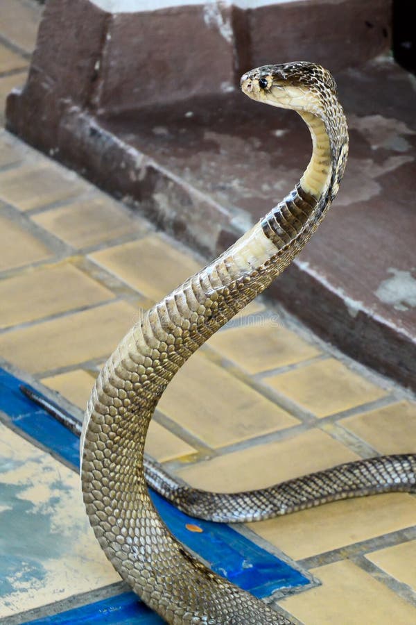 Siamese cobra. stock photo. Image of danger, snake, cobra - 116573132