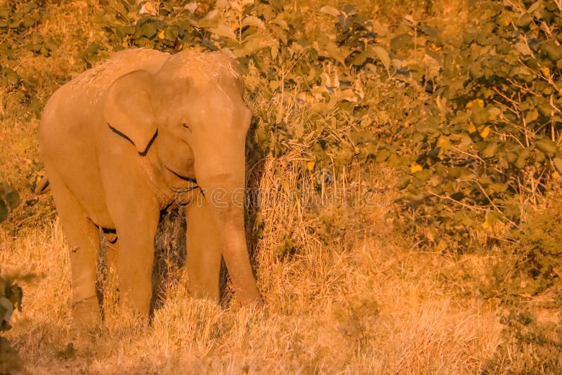 Single wild elephant stock photo. Image of wildlife - 112177764