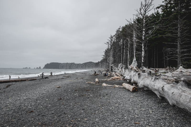 Huge Sitka Spruce Trees Lining Rialto Beach in Olympic National Park ...