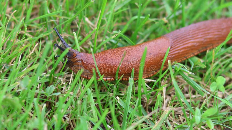 Huge Slug is Crawling in Grass. Parasites, Agricultural Pests Stock ...