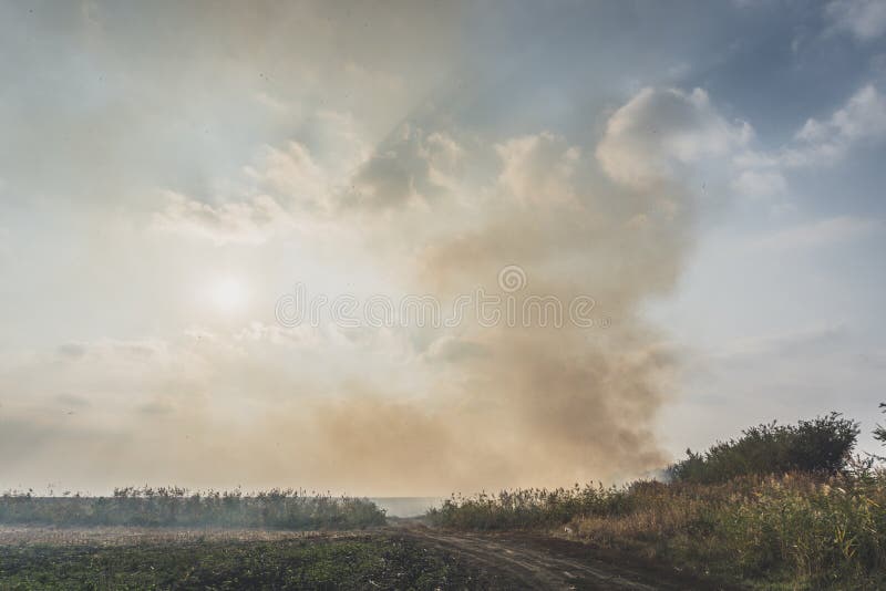 Huge Smoke Cloud of Burning Corn Field.Burning Corn Field after the ...