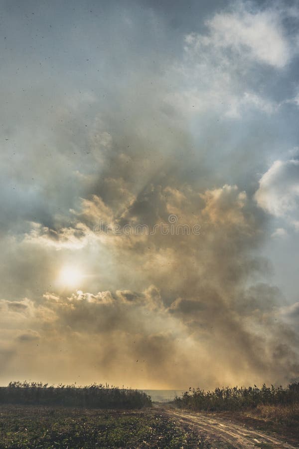 Huge Smoke Cloud of Burning Corn Field.Burning Corn Field after the ...
