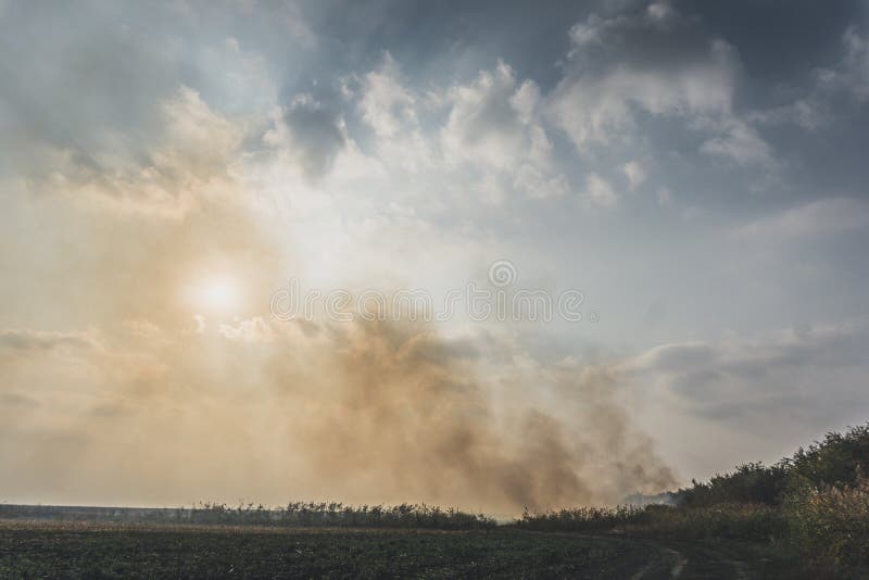 Huge Smoke Cloud of Burning Corn Field.Burning Corn Field after the ...
