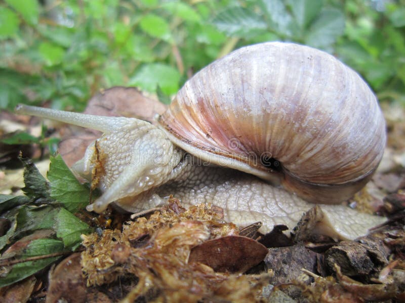 Huge snail on the ground stock photo. Image of snail - 258880060