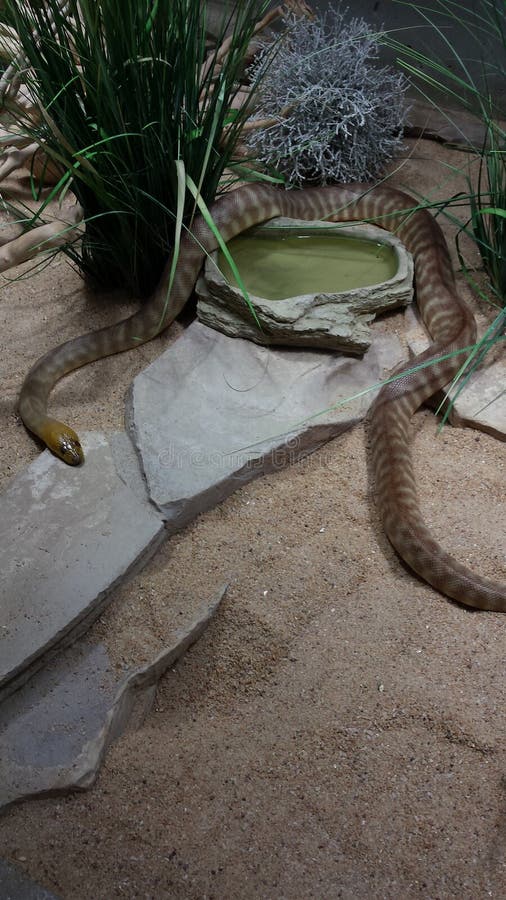 Huge snake stock image. Image of brown, biggest, snake - 53051285