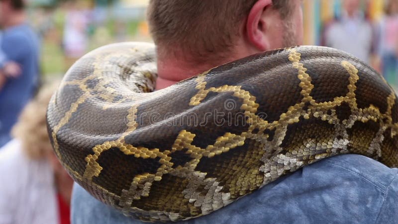 Huge Snake Python Around the Shoulders of Man Stock Footage - Video of ...