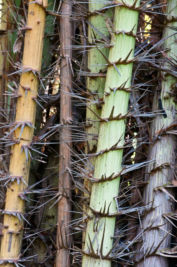 Huge Spikes Cover Tropical Trees Stock Image - Image of protect, jungle ...