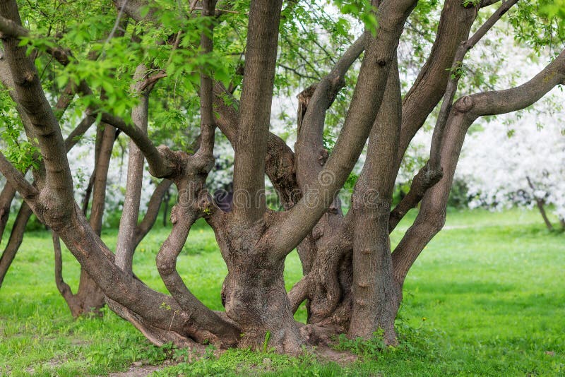 A Huge Spreading Tree with Many Trunks Intertwined Stock Image - Image ...