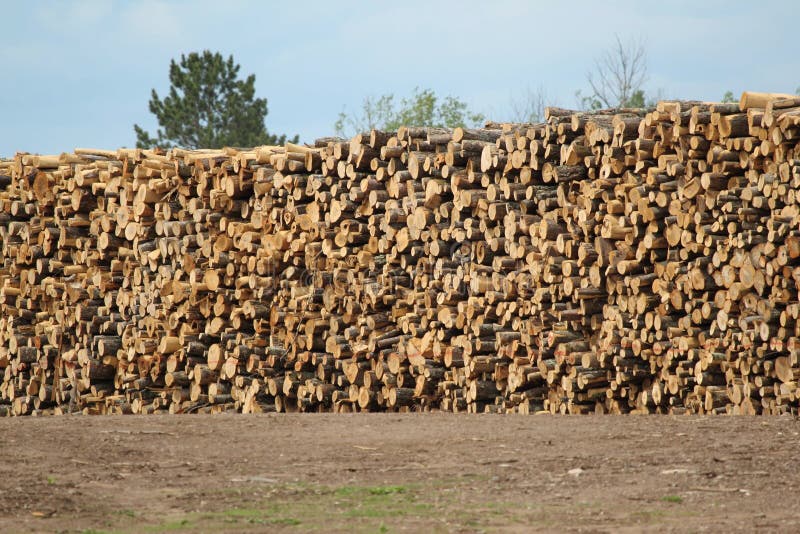 Huge Stack of Logs for Lumber at a Sawmill Stock Photo - Image of ...