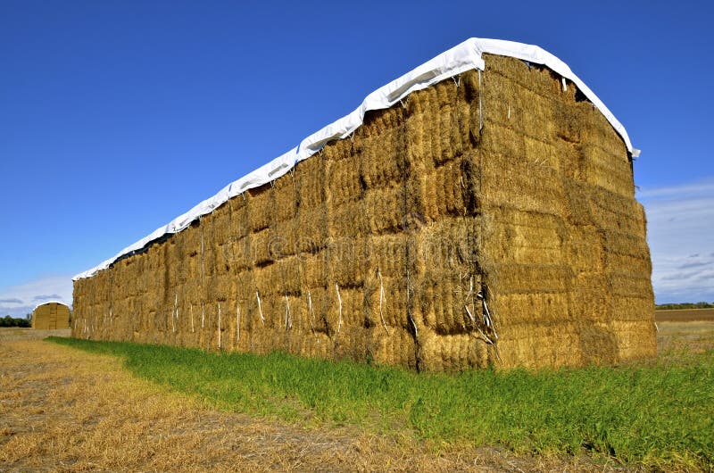 Huge stack of straw bales stock image. Image of harvest - 78041643