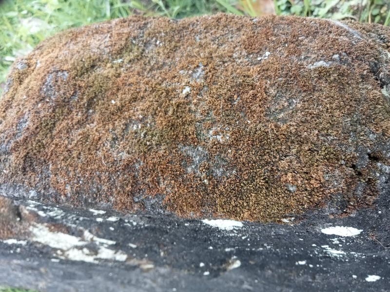 The Huge Stone Covered by Brown Moss Located on the Hill Stock Image ...