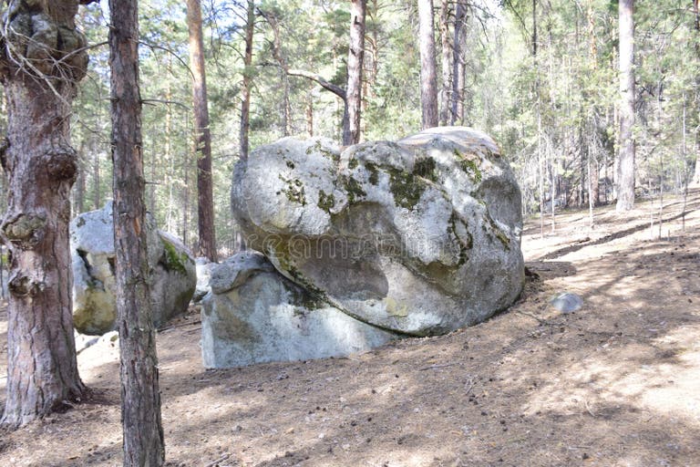A big stone in the forest stock photo. Image of pine - 243313056