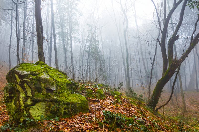 Stone on the Misty Forest Glade Stock Image - Image of woodland ...