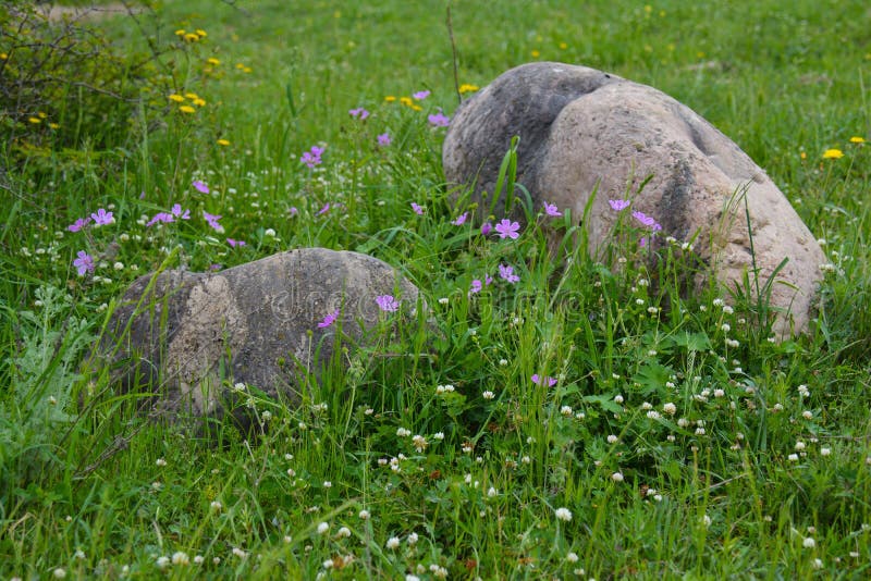 Huge Stones Boulders in Green Grass Stock Photo - Image of stones ...