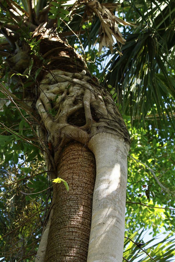 1,476 Strangle Photos - Free & Royalty-Free Stock Photos from Dreamstime