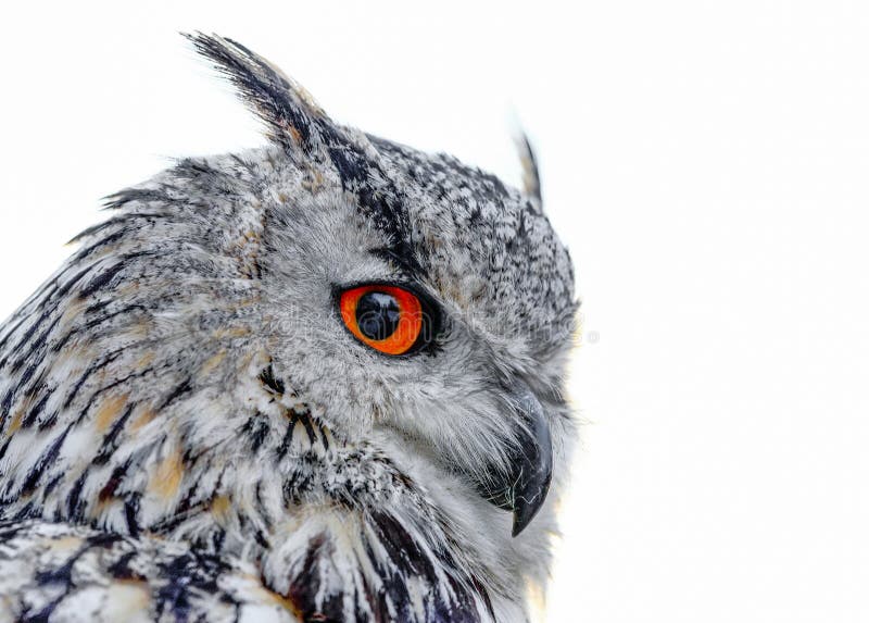 A Huge, Strong, Blonde Flying Owl with Huge Orange Eyes Stock Photo ...