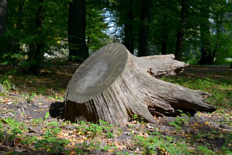 Huge stump felled tree stock image. Image of grass, stem - 205906505