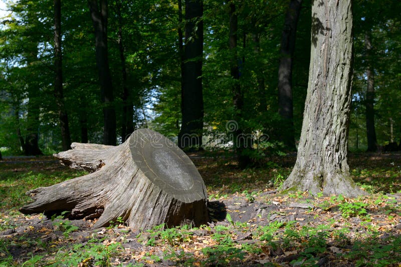 Felled tree spruce stock photo. Image of ecology, firewood - 80020834