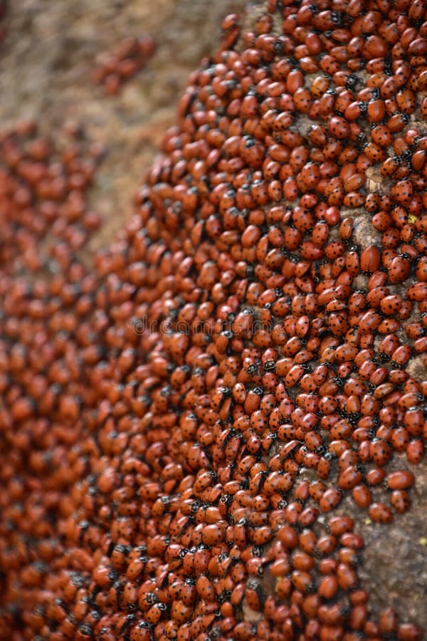 Huge Swarm of Lady Bugs on a Rock Stock Image - Image of ladybug ...