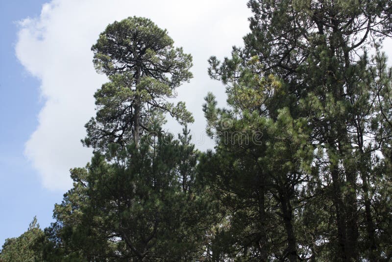 Huge Tall Pine Trees in Mexico Stock Image - Image of closeup, vine ...