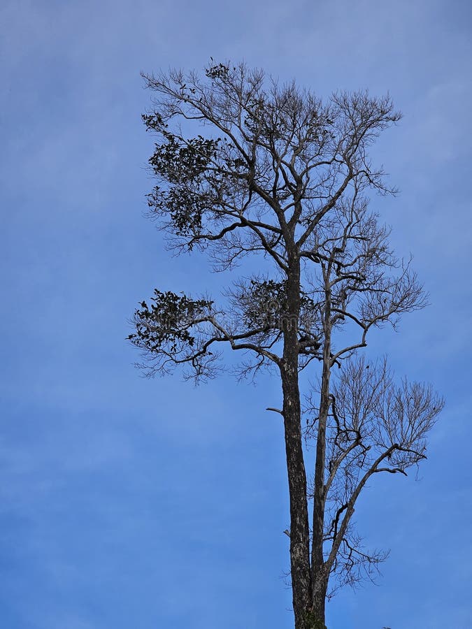 A Huge Tall Tree with Blue Sky at the Background Stock Image - Image of ...
