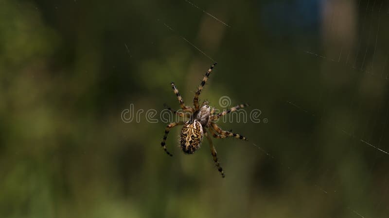 Tarantula in Macro Photography. Creative Stock Image - Image of biology ...