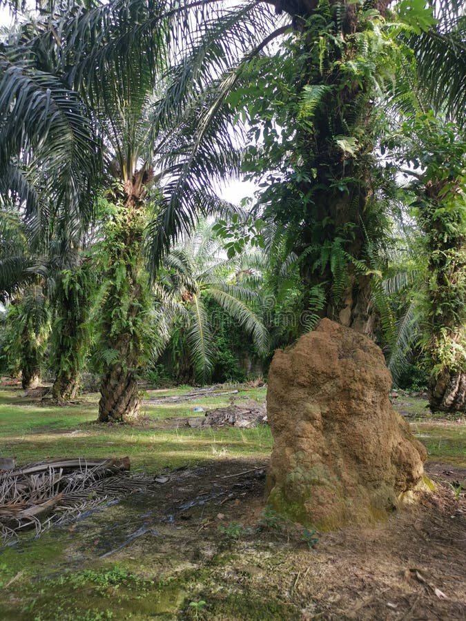 1,132 Tree Termite Mound Stock Photos - Free & Royalty-Free Stock ...