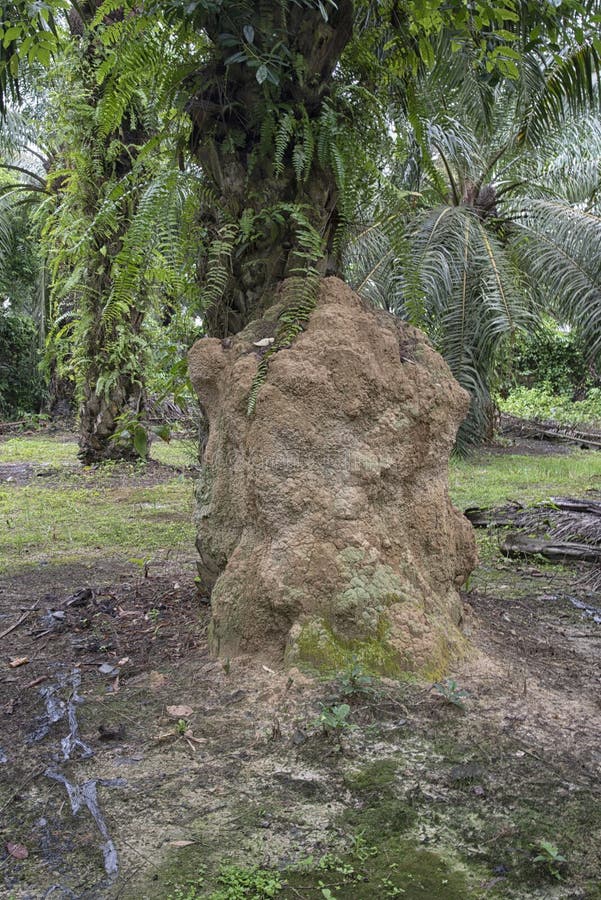 1,144 Tree Termite Mound Stock Photos - Free & Royalty-Free Stock ...