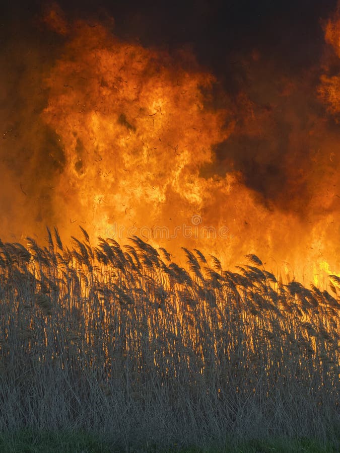 Huge and Terrible Fire in the Field Stock Photo - Image of hydrant ...