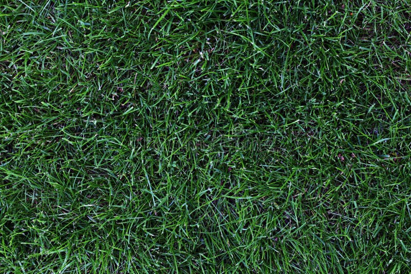 A Huge Texture of Green Grass Stock Image - Image of green, texture ...