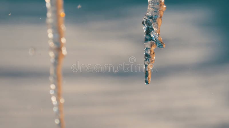 Huge Thick Icicles Hanging from the Roofs are Melting Under Spring Sun ...