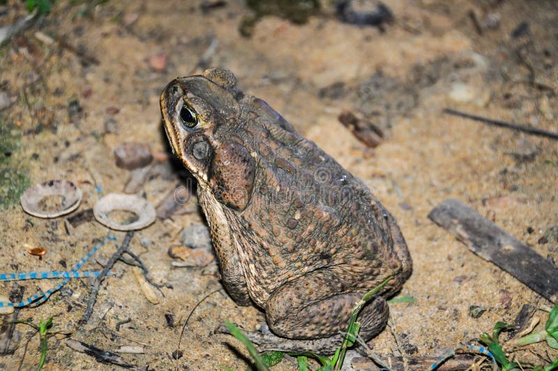 Huge Toad in the Amazon Rainforest, Manaos, Brazil Stock Image - Image ...
