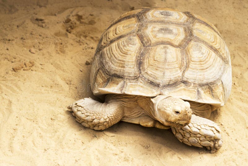 Huge Tortoise on Sand, Close-up Stock Photo - Image of large, africa ...