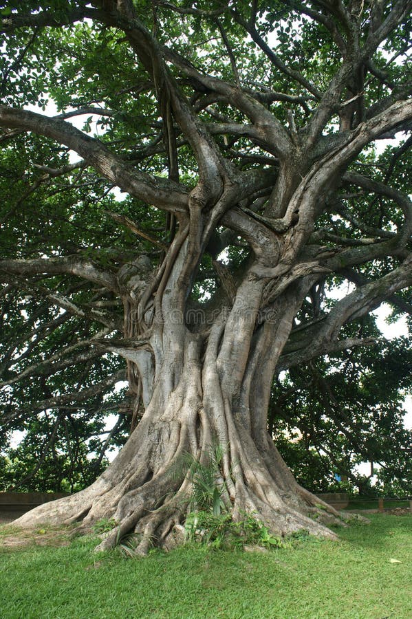 Huge tree stock image. Image of forest, green, brazil - 15076281