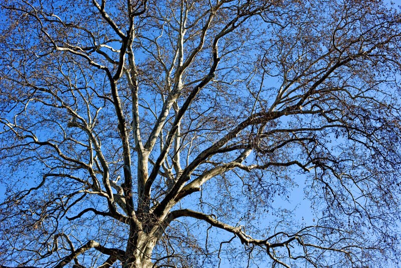 Huge Tree Picture. Image: 4675768