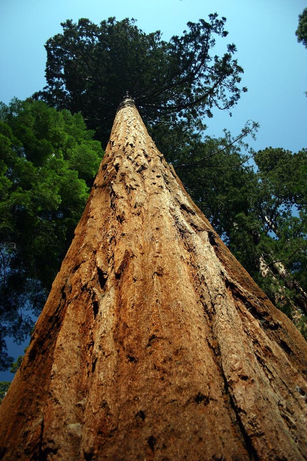 Huge Tree stock image. Image of yosemite, ranges, peaks - 467683