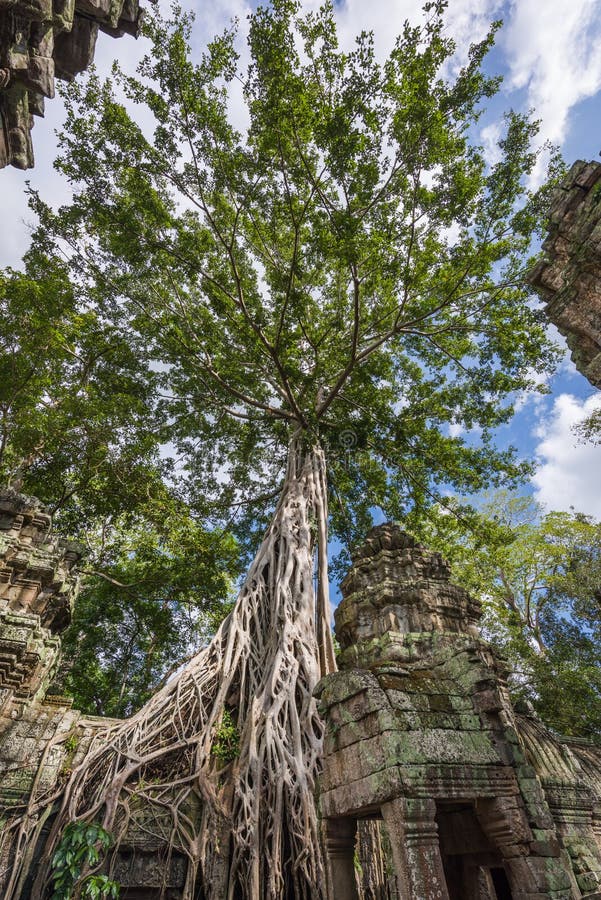 Huge Tree on Architecture Ruins Stock Photo - Image of cambodia, stone ...