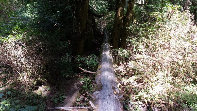 A Huge Tree a Big Log in the Middle of the Forest Stock Image - Image ...
