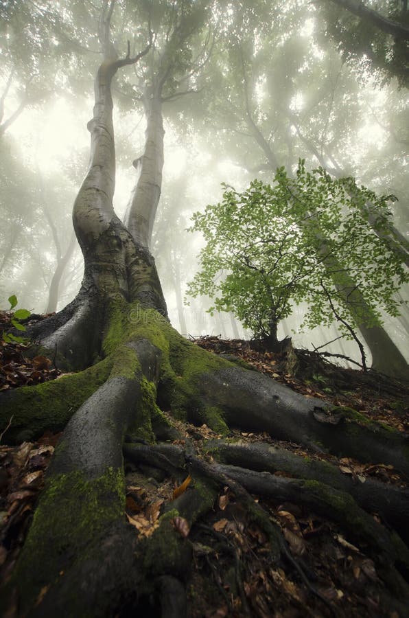 Tree with Huge Roots Covered with Green Moss and Plants in a Beautiful ...