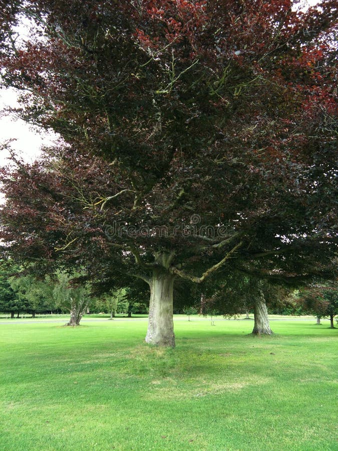 Huge tree stock photo. Image of shade, natural, relax - 93205102