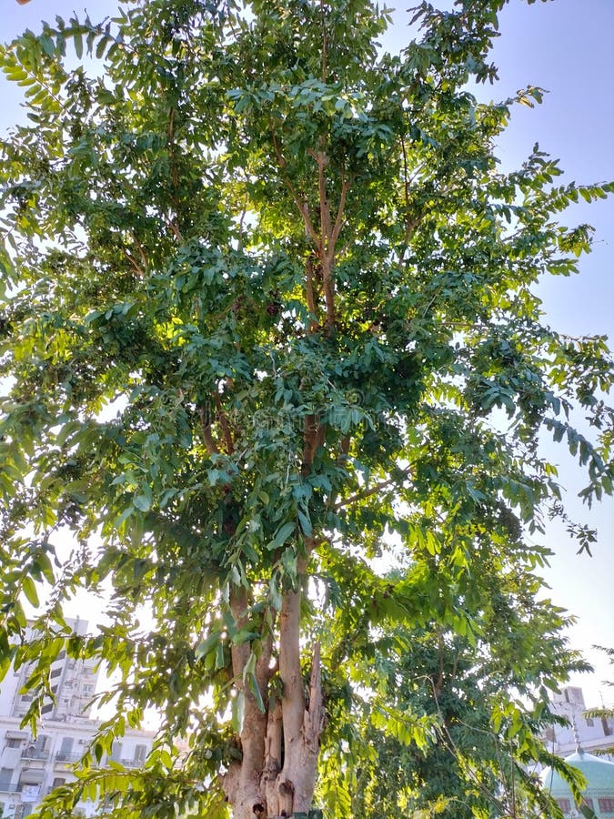 Huge Tree in the Botanical Garden and the Blue Sky Stock Image - Image ...